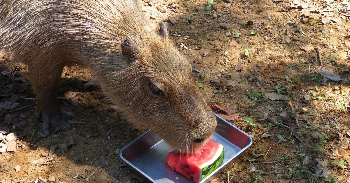 Japanese zoo's capybara tastes sweet victory in 'Capylympic' watermelon ...