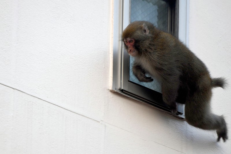 Authorities warn residents as monkey spotted on the move in northern ...