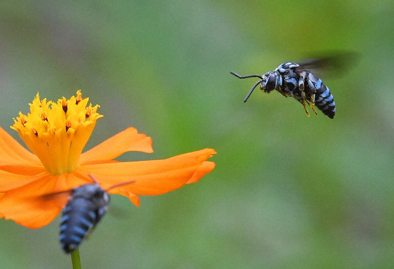 In Photos: Blue bees bring luck to flower bed in southwest Japan park ...