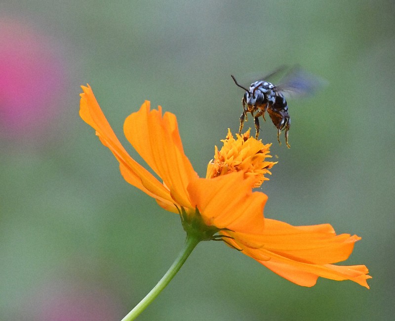 In Photos: Blue bees bring luck to flower bed in southwest Japan park ...