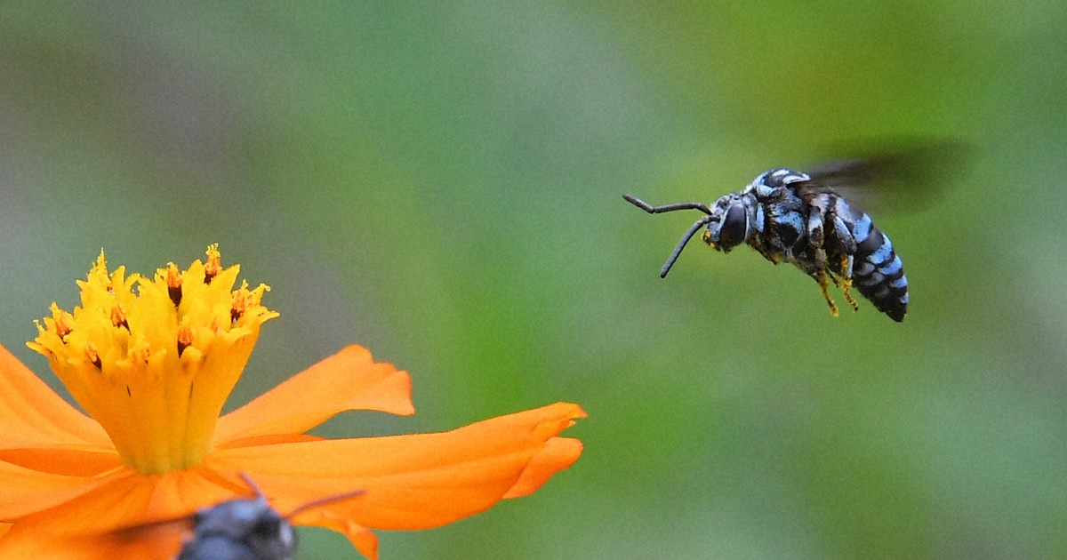'Lucky' blue bees buzz around park flower bed in Japan's Fukuoka Pref ...