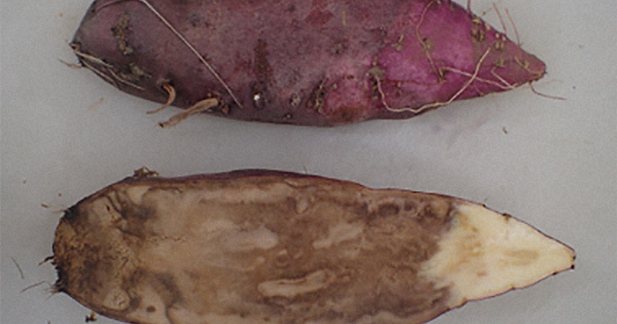 News Navigator: What is the sweet-potato rotting disease spreading in ...