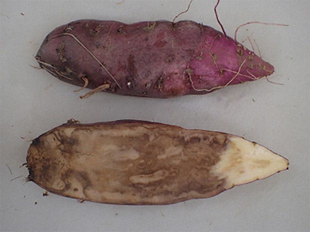 News Navigator: What is the sweet-potato rotting disease spreading in ...