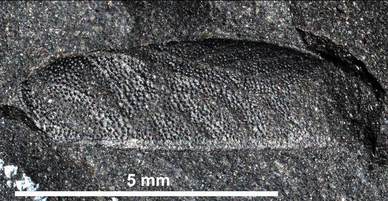 Fossils of 3 new prehistoric cockroach species found in central Japan's ...