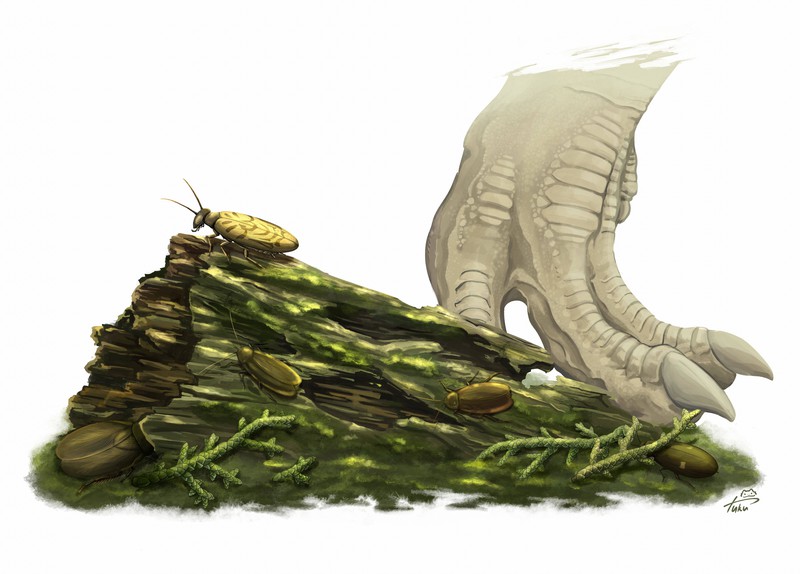 Fossils of 3 new prehistoric cockroach species found in central Japan's ...