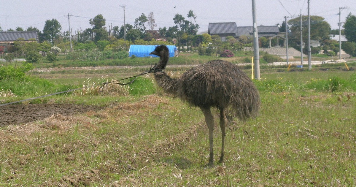 20 emus escape from ranch in southwest Japan; half still on loose - The ...