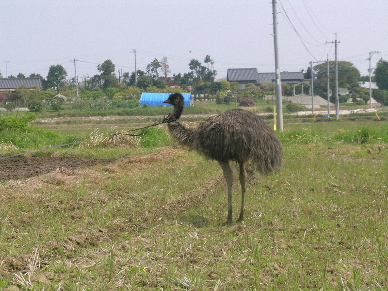 20 emus escape from ranch in southwest Japan; half still on loose - The ...