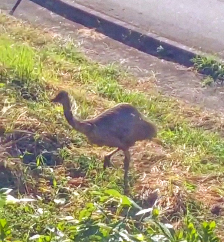 All emus that escaped from ranch in southwest Japan city captured - The ...