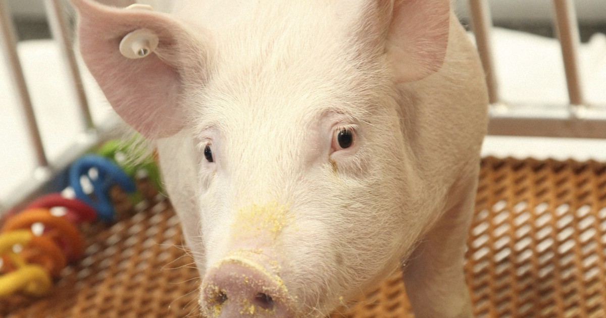 Pig-to-human transplants come a step closer with new test - The Mainichi
