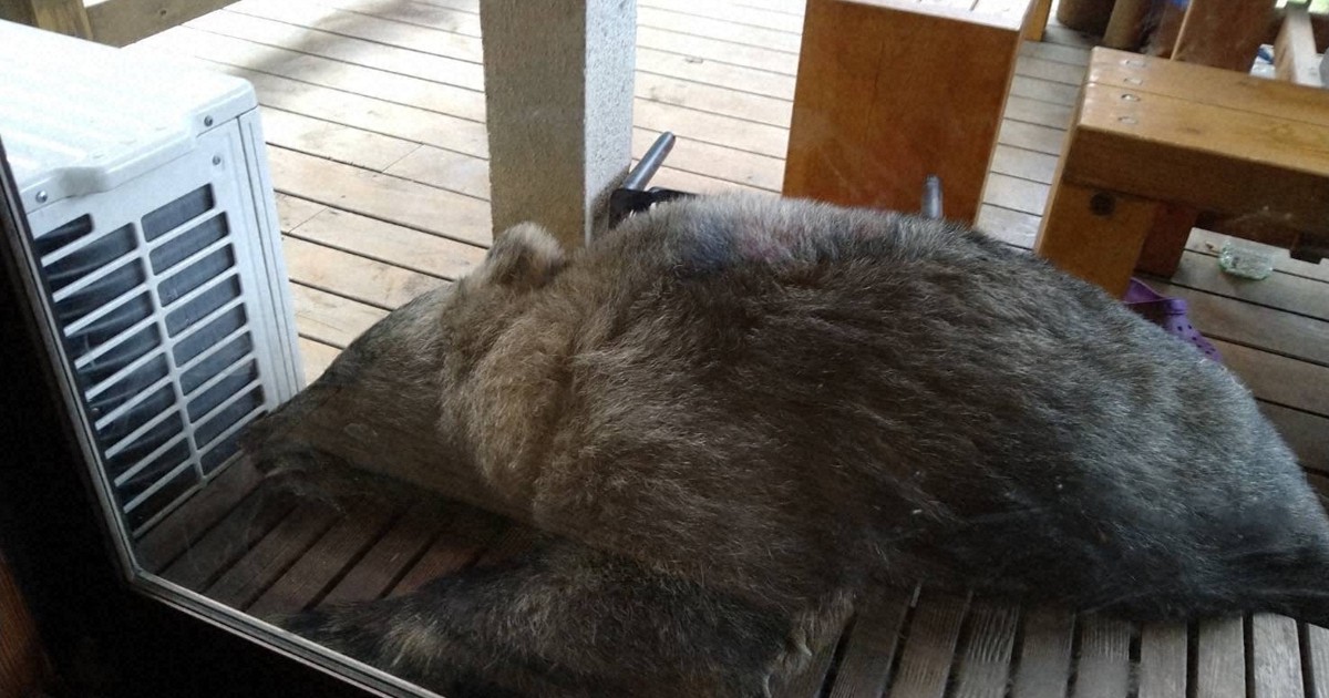 Bear killed in Japan after occupying yard of private home for over a ...