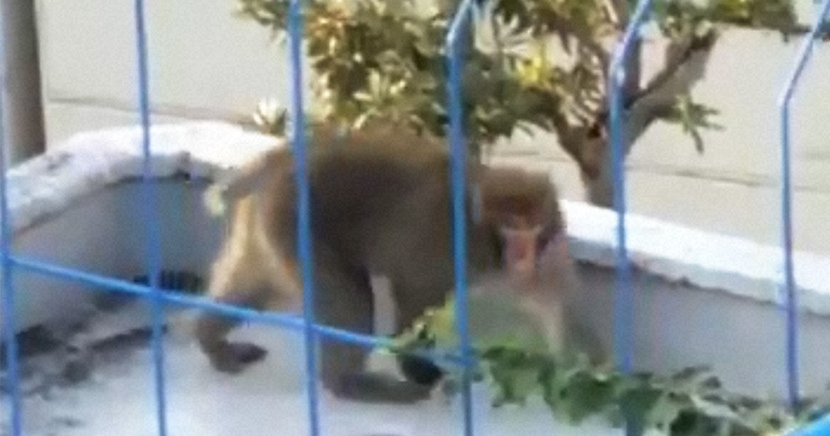 Monkey sightings in central Tokyo prompt warnings from authorities ...