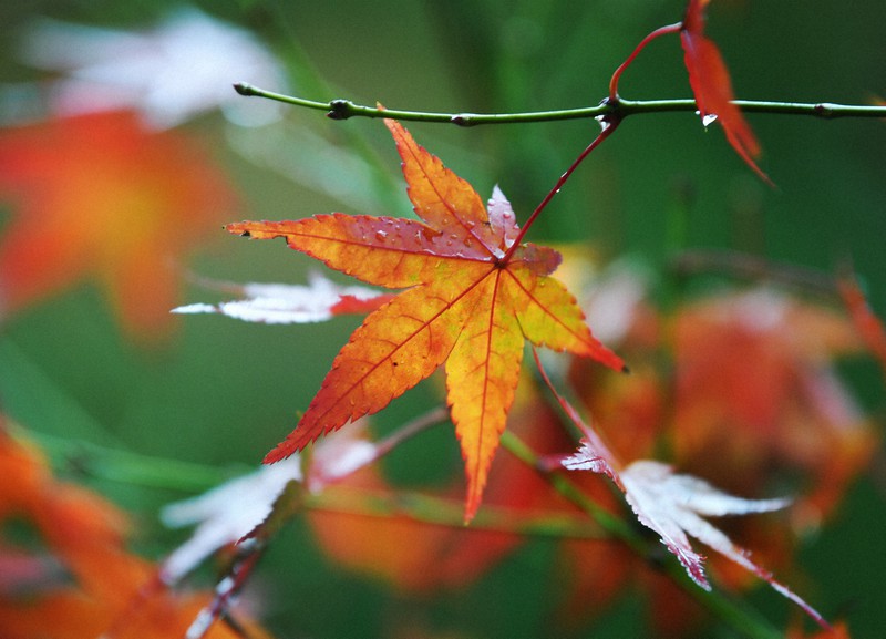 In Photos: Vivid fall foliage in southwest Japan's Saga Pref. leaves ...