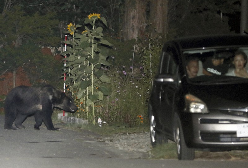 Experts in Japan warn public to keep distance from bears closing in on ...