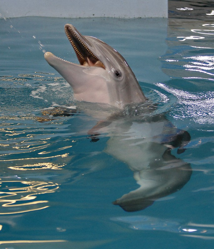 Beloved 'Dolphin Tale' star Winter dies at Florida aquarium - The Mainichi
