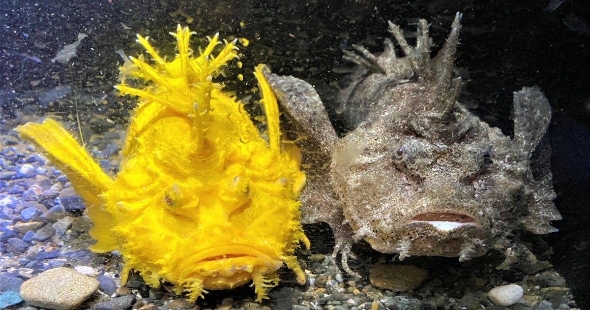 Rare golden demon stinger debuts at aquarium near Tokyo, creates social ...