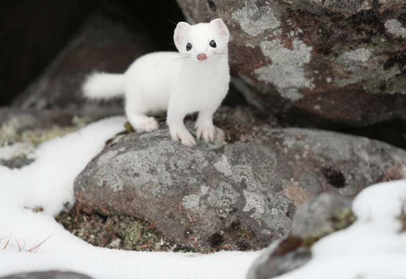 In Photos: Hokkaido ermines don their white winter coats - The Mainichi
