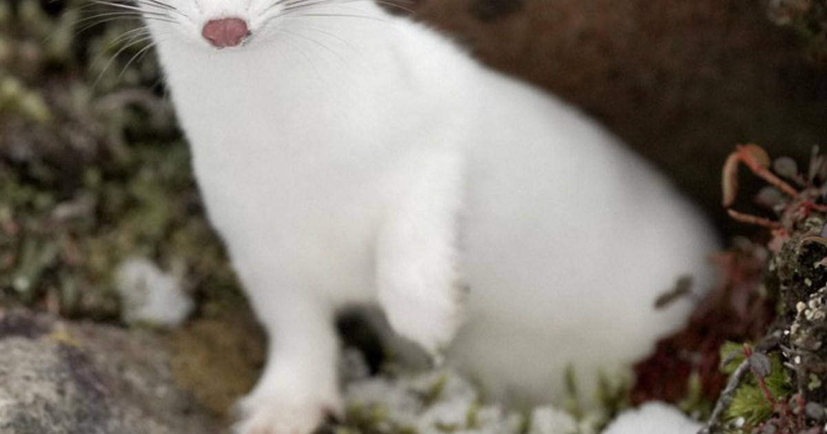 In Photos: Hokkaido ermines don their white winter coats - The Mainichi