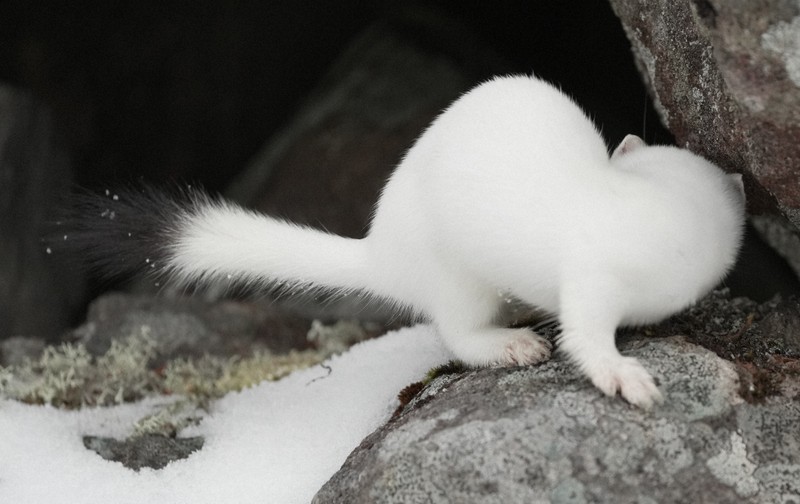 In Photos: Hokkaido ermines don their white winter coats - The Mainichi