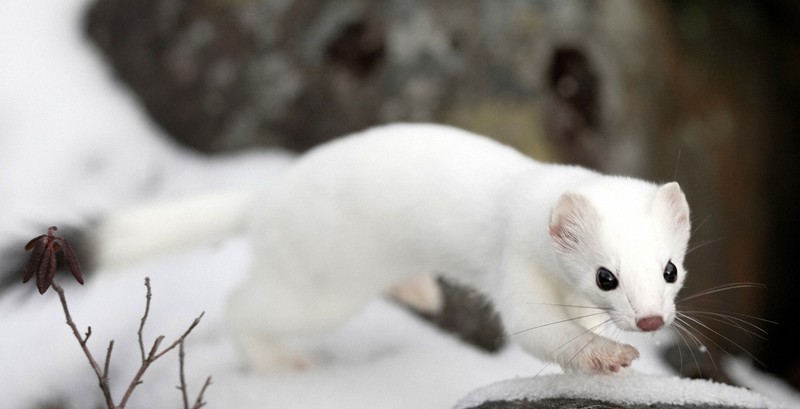 In Photos: Hokkaido ermines don their white winter coats - The Mainichi