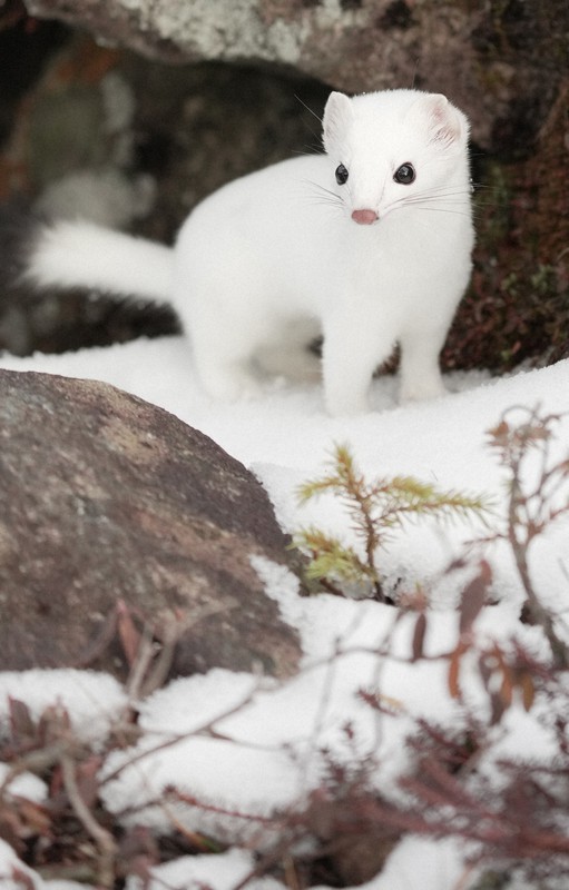In Photos: Hokkaido ermines don their white winter coats - The Mainichi