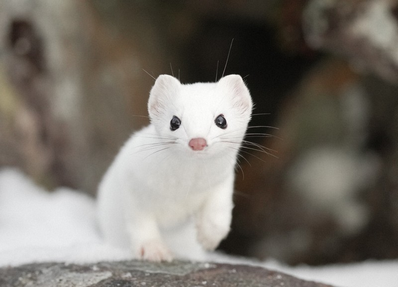 In Photos: Hokkaido ermines don their white winter coats - The Mainichi