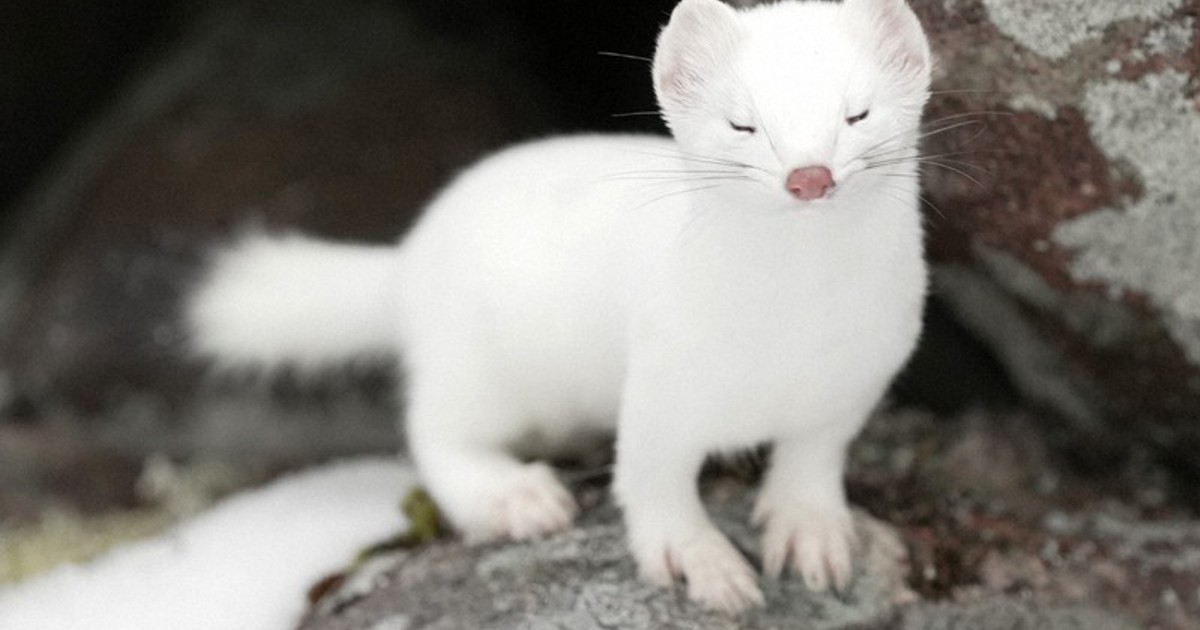 In Photos: Hokkaido ermines don their white winter coats - The Mainichi