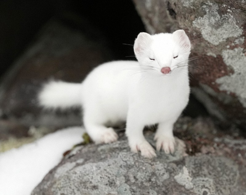 In Photos: Hokkaido ermines don their white winter coats - The Mainichi