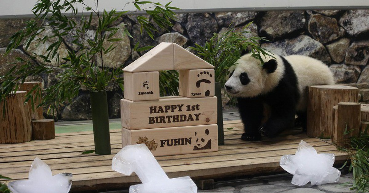 In Photos: Female giant panda Fuhin turns 1 at west Japan zoo - The ...