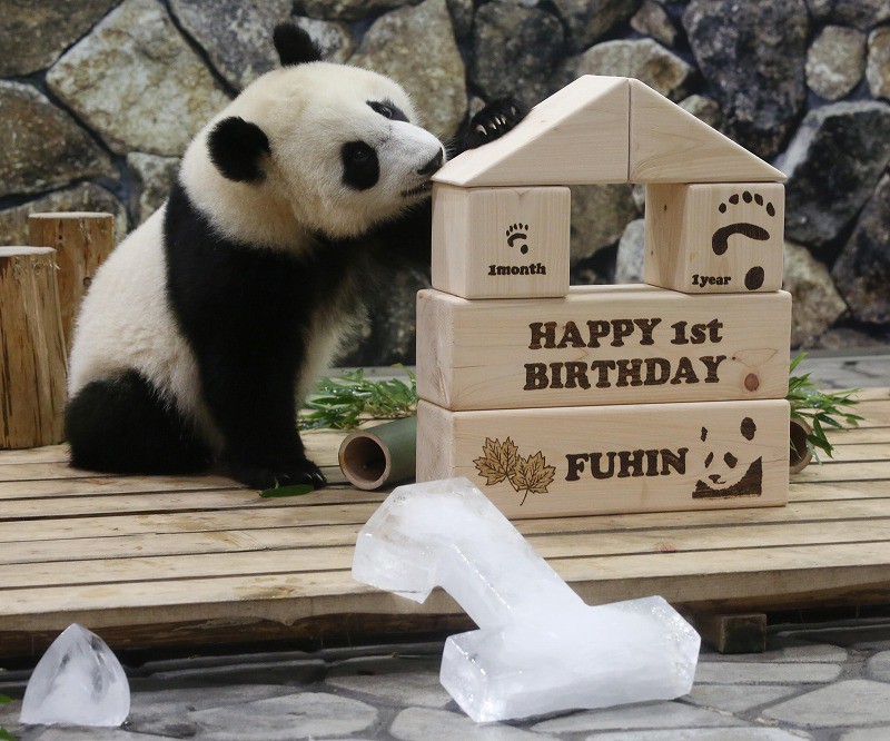 In Photos: Female giant panda Fuhin turns 1 at west Japan zoo - The ...