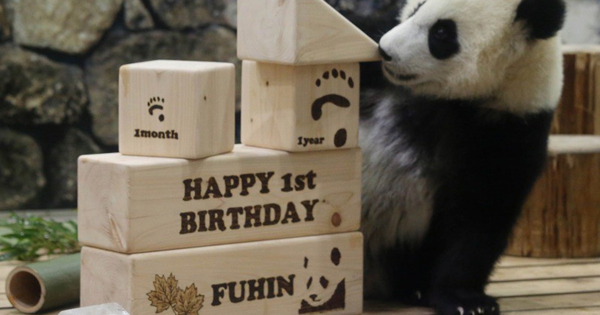 In Photos: Female giant panda Fuhin turns 1 at west Japan zoo - The ...