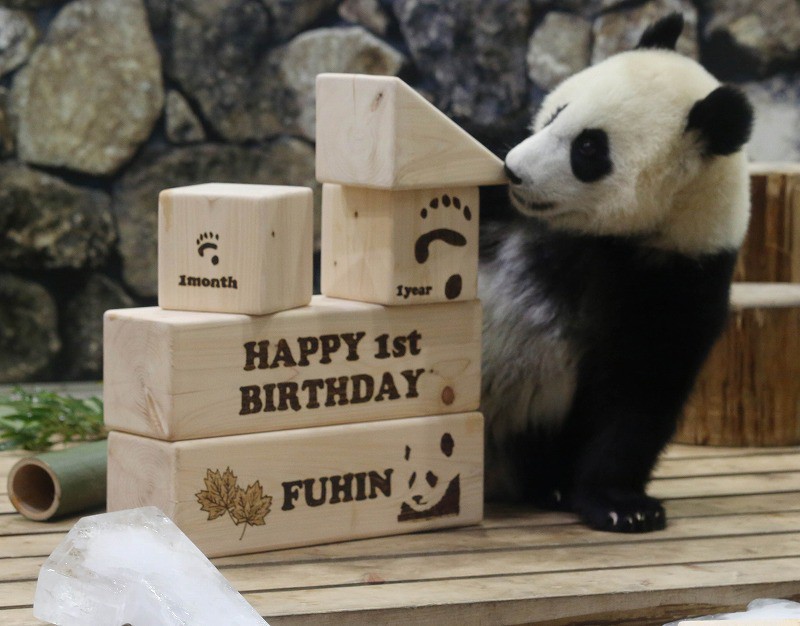 In Photos: Female giant panda Fuhin turns 1 at west Japan zoo - The ...