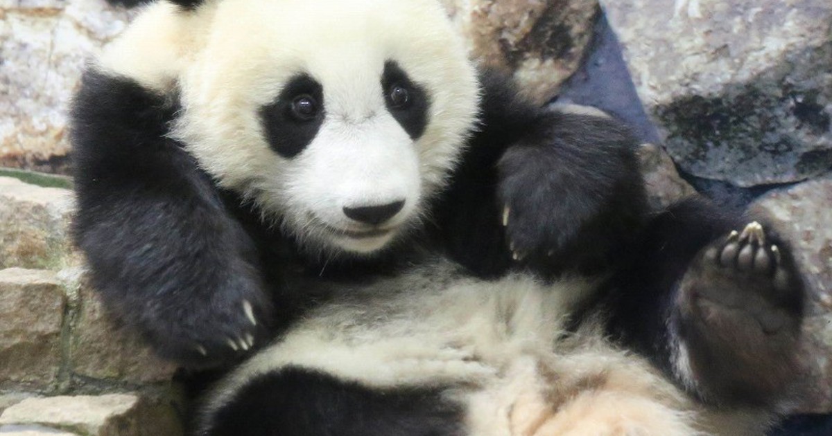 In Photos: Female giant panda Fuhin turns 1 at west Japan zoo - The ...