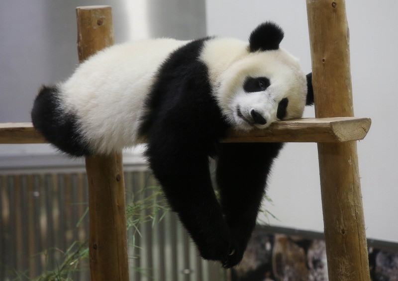 In Photos: Female giant panda Fuhin turns 1 at west Japan zoo - The ...