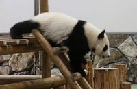 In Photos: Female giant panda Fuhin turns 1 at west Japan zoo - The ...