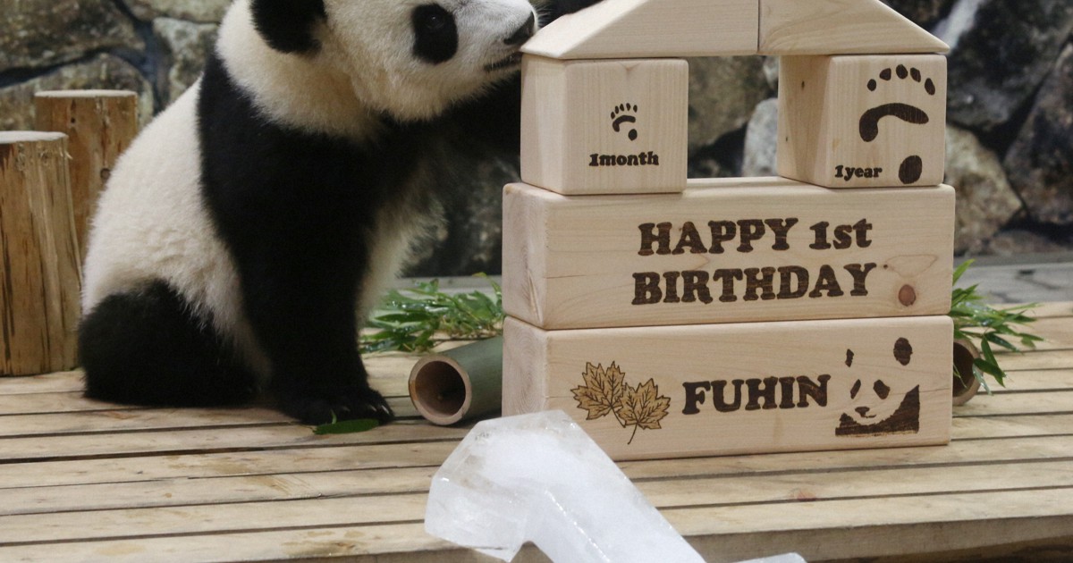Giant panda Fuhin pampered with presents at west Japan zoo on 1st ...