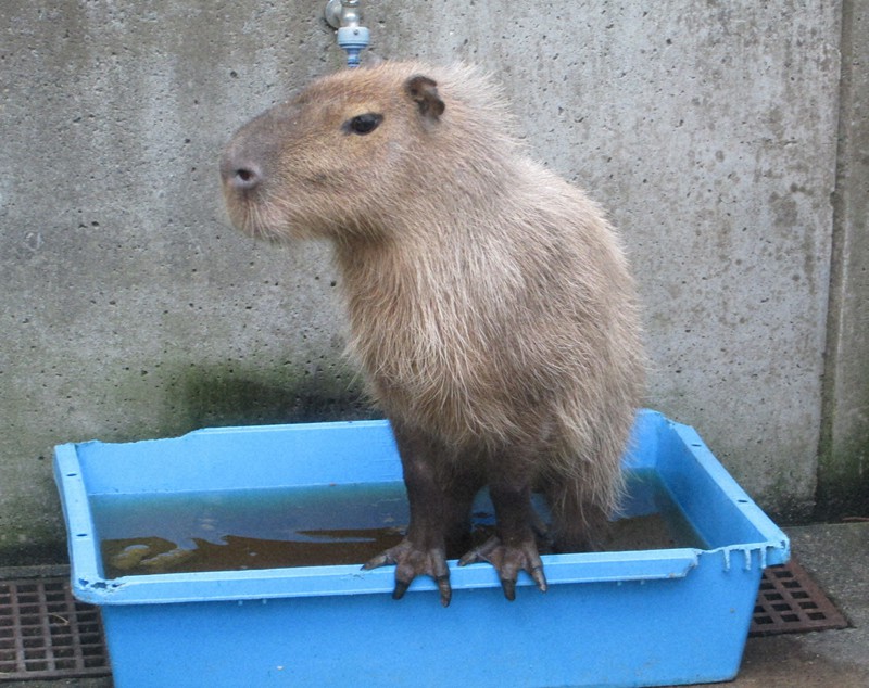 Capybara on the loose for 6 months to go on display at east Japan zoo ...