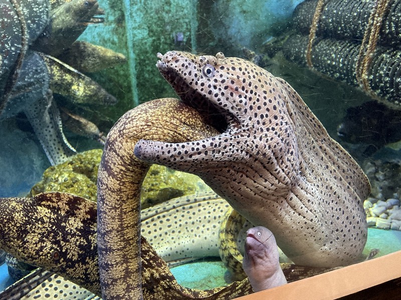 Jaw dropping: Moray placing head in eel's mouth at Japan aquarium ...