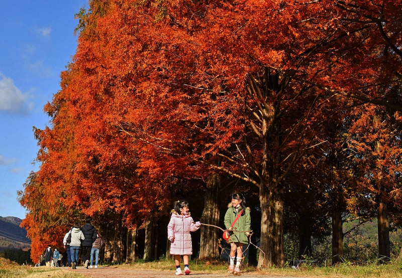 Japan Photo Journal: Dawn redwood trees enshroud visitors along Shiga ...