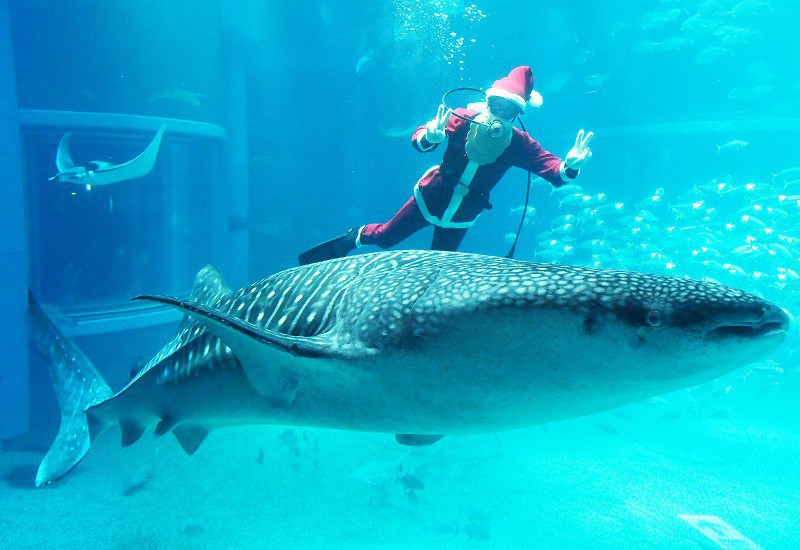 In Photos: Diving Santa appears in fish tank at Osaka aquarium - The ...