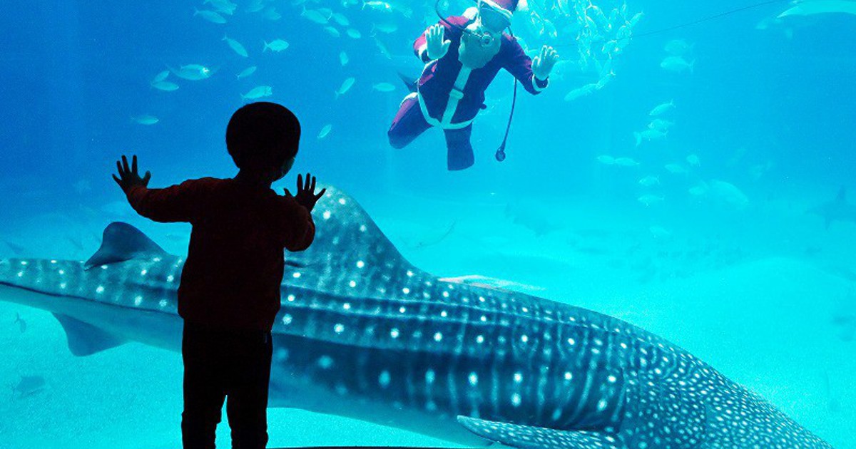 In Photos: Diving Santa appears in fish tank at Osaka aquarium - The ...