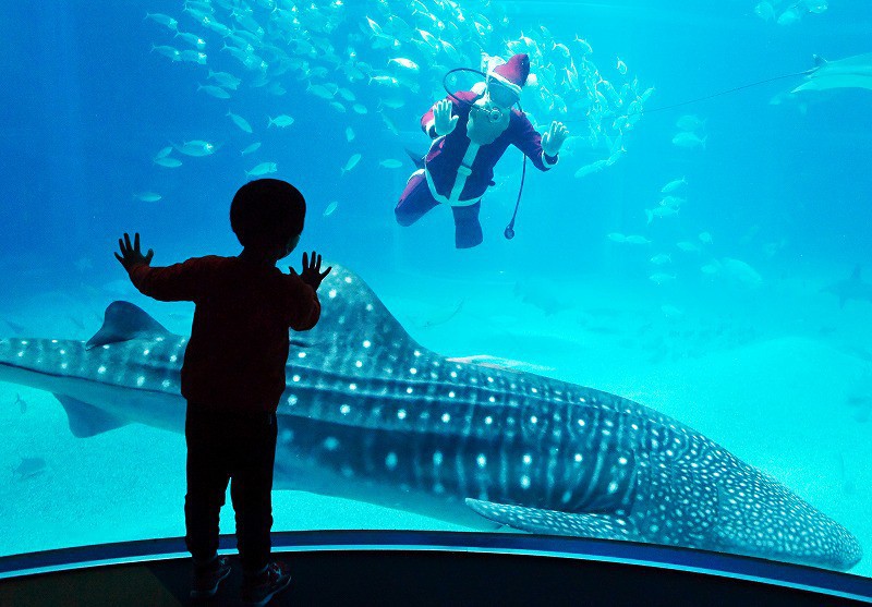In Photos: Diving Santa appears in fish tank at Osaka aquarium - The ...