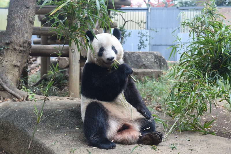 Lease of giant panda Xiang Xiang in Tokyo extended to end of June 2022 ...