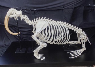 Rare, enormous skeleton of Tack the walrus to go on display at Japanese ...