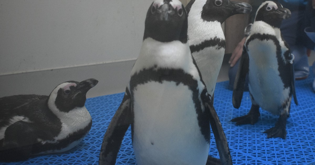 Japanese aquarium seeks funds for 4 aging penguins that cost $2,600 a ...