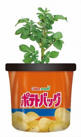 Calbee potato producer, soil firm launch spud-growing kits in southwest ...