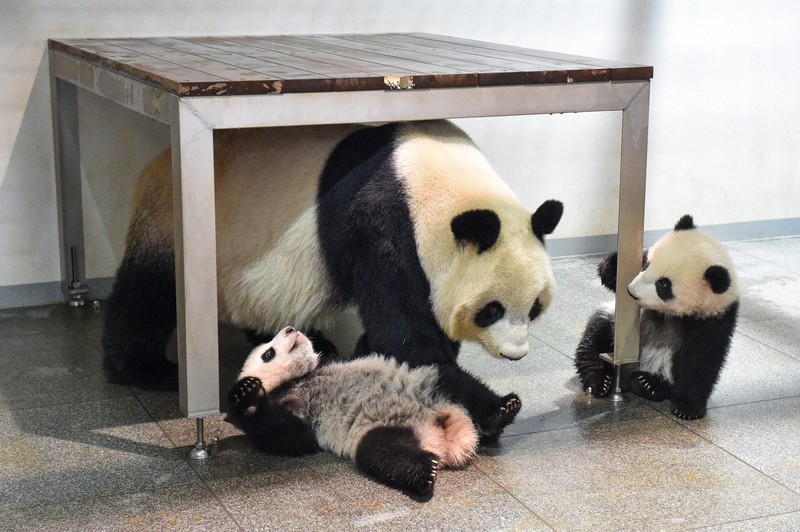 Applications to see twin panda cubs at Tokyo's Ueno zoo open Dec. 21 - The Mainichi