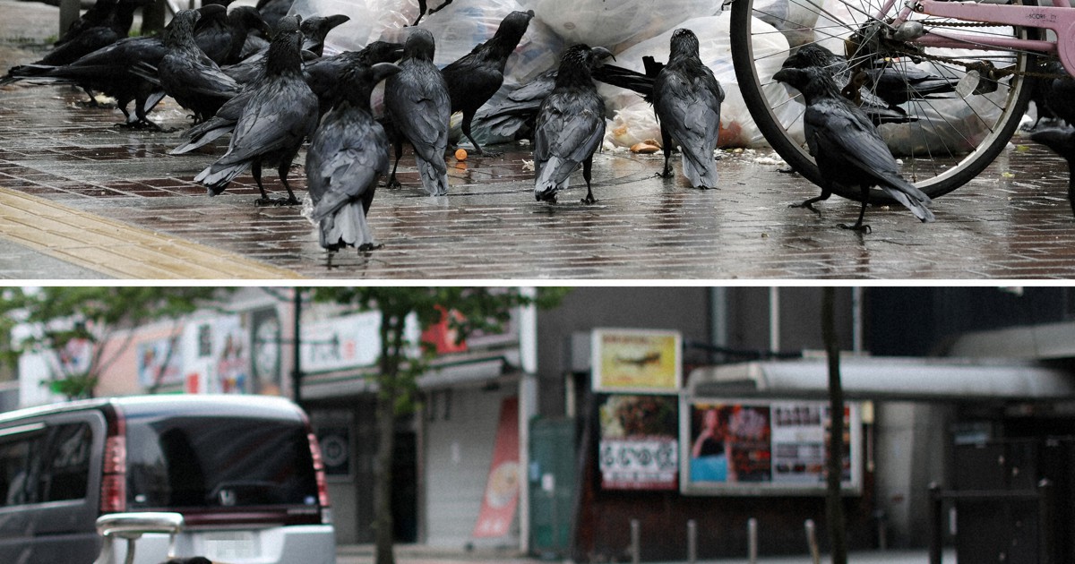 Friction between humans, crows declines amid pandemic in Japan - The ...