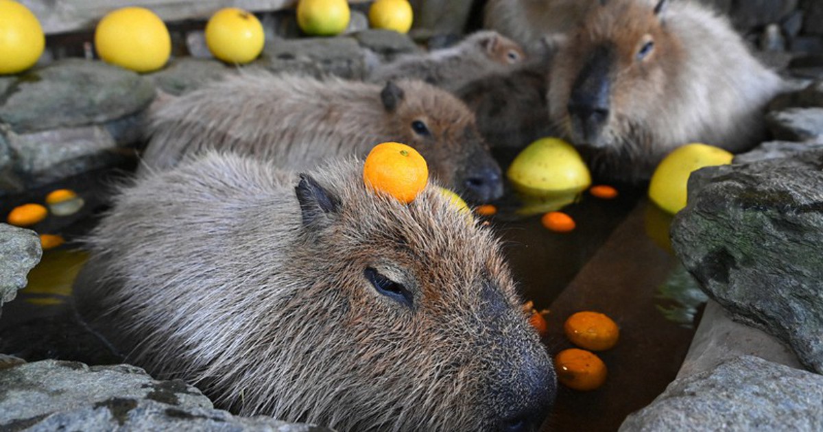 In Photos: Capybaras at Nagasaki Bio Park relax in hot tub during ...