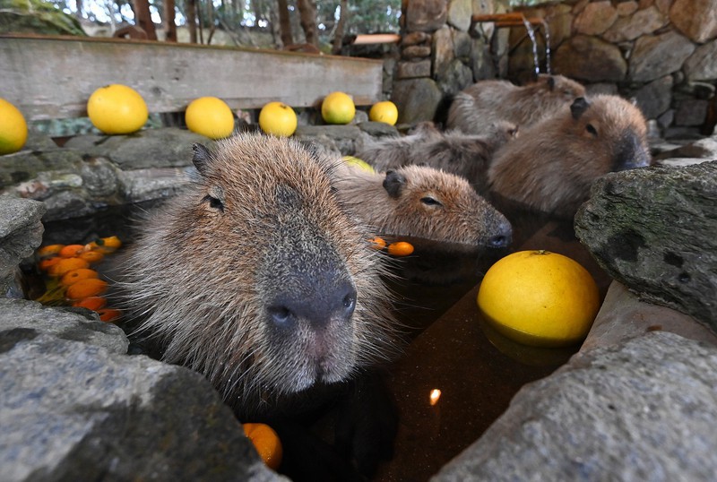 In Photos: Capybaras at Nagasaki Bio Park relax in hot tub during ...