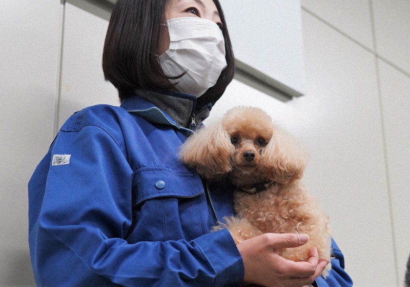 Japanese pref.'s 1st toy poodle police dog to become 'sniffing ...